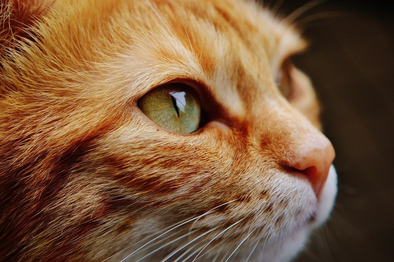 How to Keep Your Pet’s Eyes Healthy - South Shore Veterinary Hospital